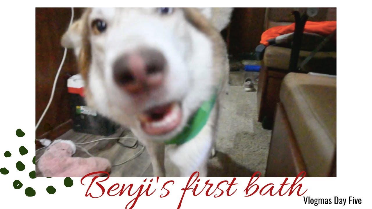 Giving My Siberian Husky His First Bath // Vlogmas Day Five - YouTube