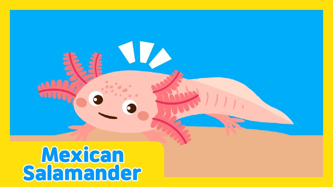 The Underwater Talent Show🐠| Mexican Salamander | Kids Educational ...