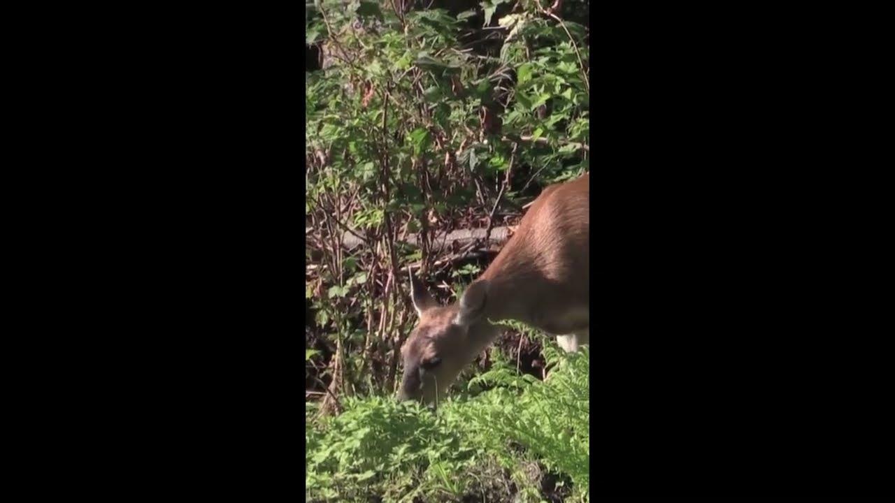 deer eating snake #animalshorts #animalshockingvideos - YouTube