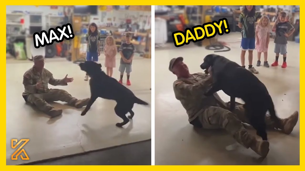 💕 Most Heartwarming Animals Reunion with Their Owners 💘 That Will Tug ...