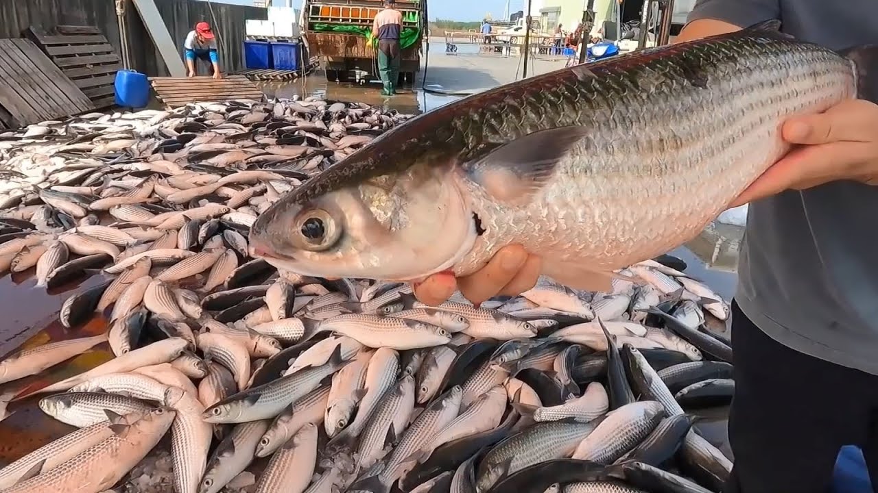 Super Fast Precise Fish Cutting Skills - Mullet and Milkfish cutting ...
