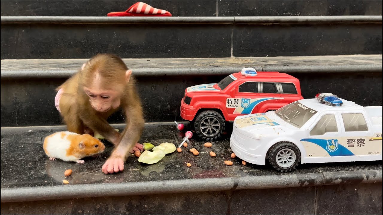 Monkey Baby Bon| Bon Bon monkey and pretty mouse - YouTube