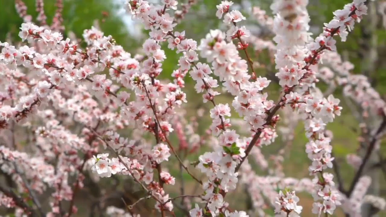 SAKURA landscape road cherry blossoms (Japan) - YouTube