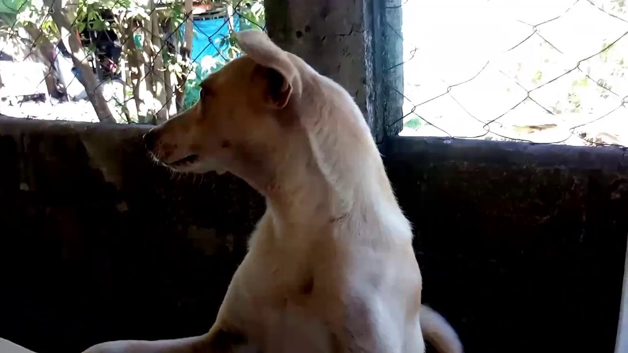 Super Ang Bait Ng Aso - YouTube