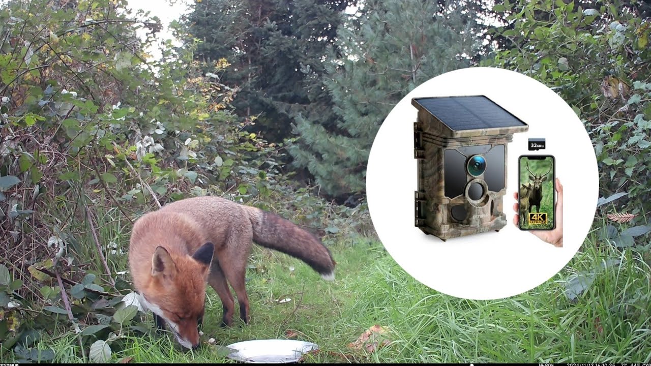 Mr. Fox checking out the food bowl and camera up close. Filmed with #ceyomur trail camera - YouTube