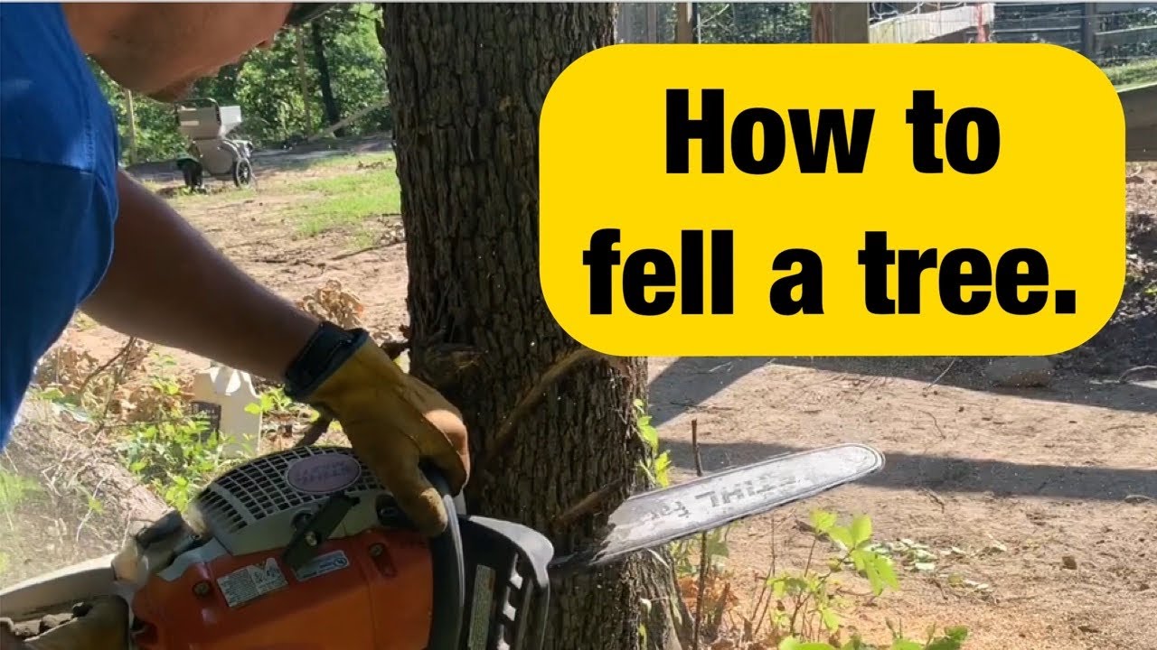 It’s going down, I’m yelling timber 🎶 A beginners guide to cutting down ...