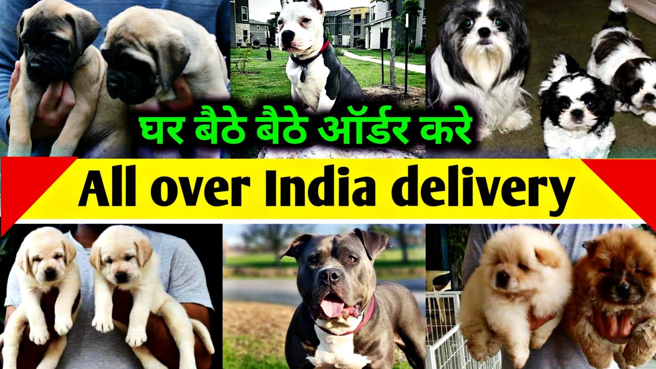 All dogs breed price || with All India DELIVERY || Bullmastiff ...