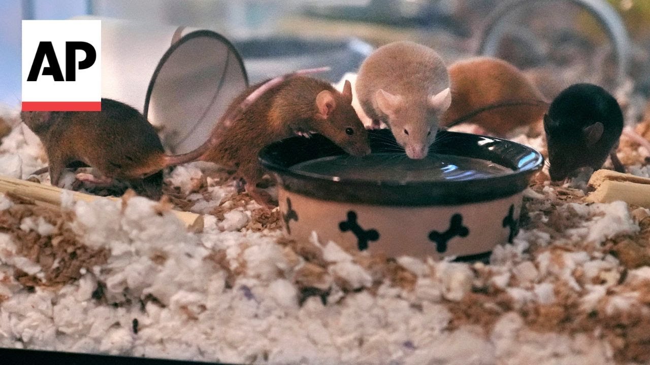 Enor-mouse problem: Man surrenders 1,000 rodents at animal shelter ...