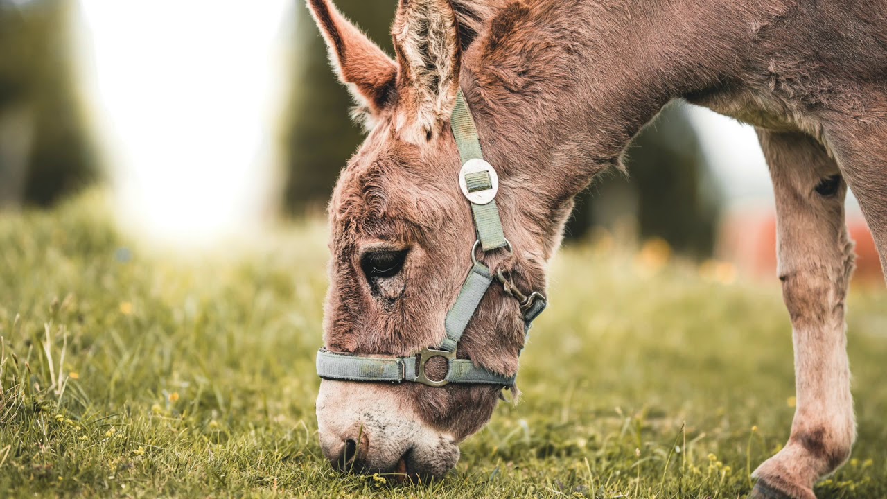 Donkey Braying Hee Haw Sound Effect - YouTube