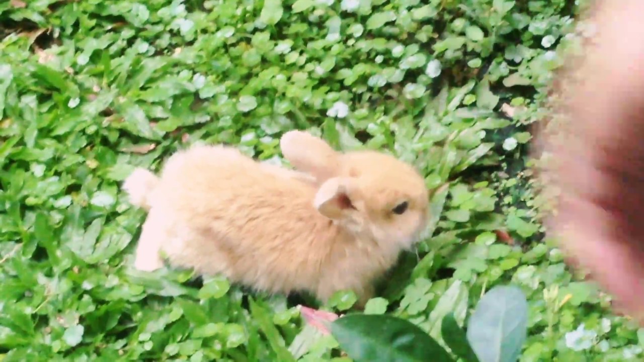 Waffle The Rabbit Eat - YouTube