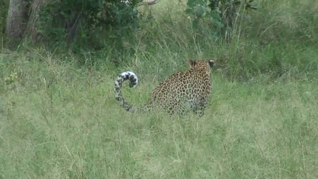 Leopard marking (HD version) - YouTube