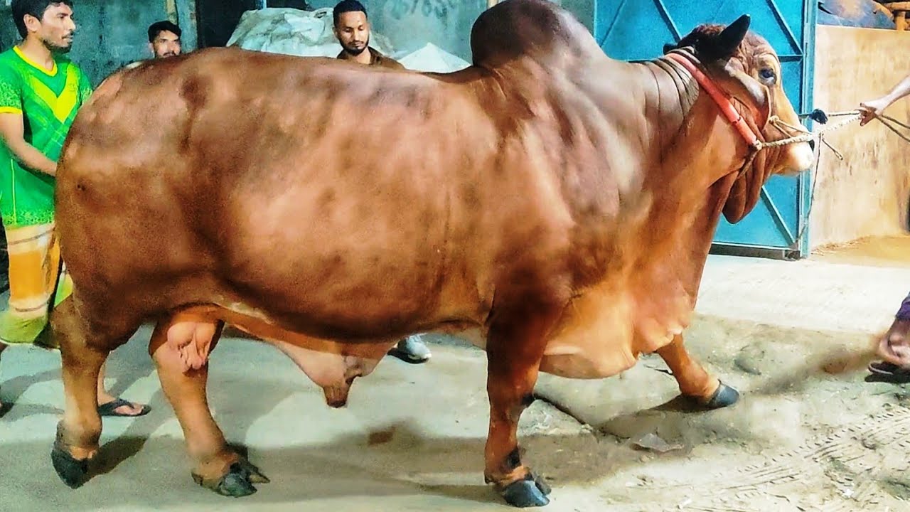 Burly Shahiwal Red Bull • 860kg Biggest Bull • Eid UL Adha 2023 ...