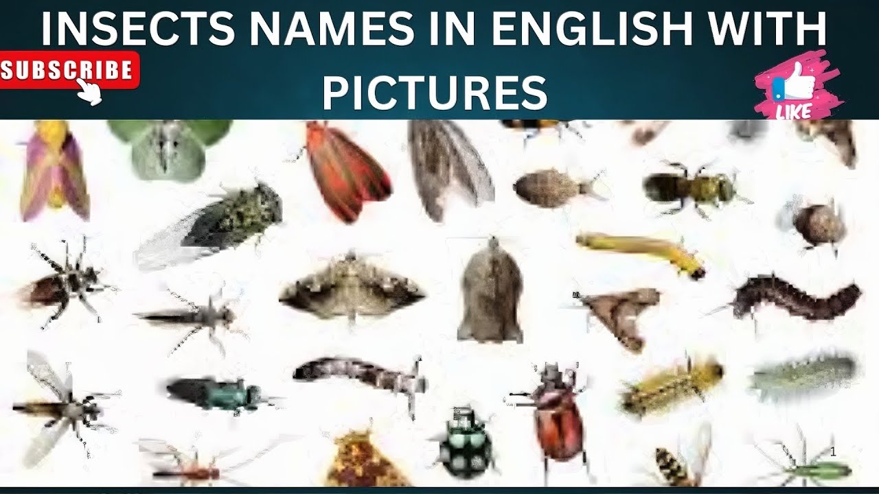 100 Insects & bugs names in English with pictures || Insects and bugs ...