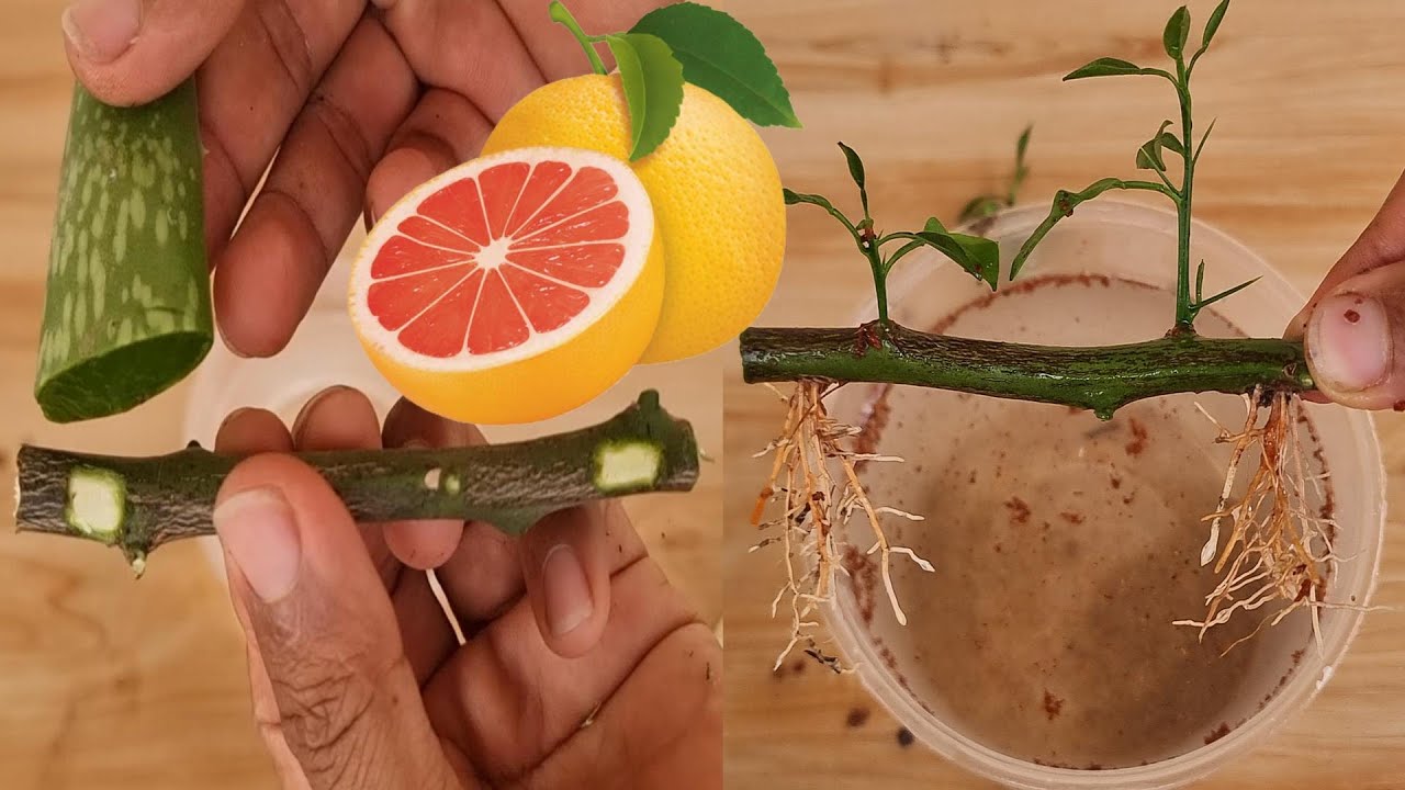 Growing Lemon in Just 30 days Method - YouTube