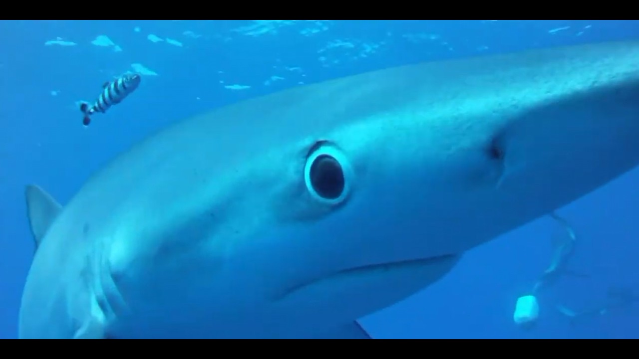 AZZORRE 2013 part 1: Verdesche nel blu (Blue Sharks in the Blue) - YouTube