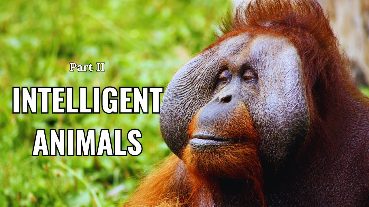 Intelligent Animals Part II - YouTube