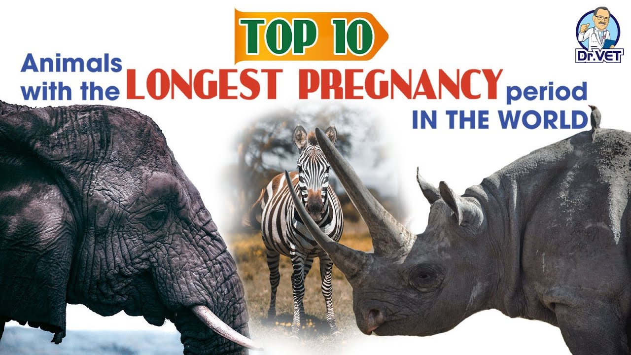 Top 10 Animals with the longest pregnancy period in the world | Dr.Vet ...
