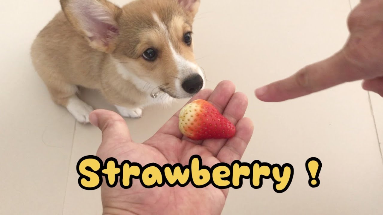 Corgi puppy eat a strawberry first time - YouTube