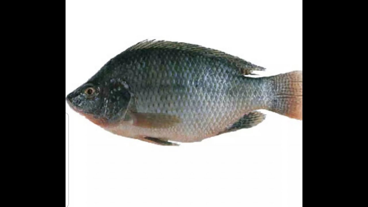 Ang Frozen Tilapia - YouTube