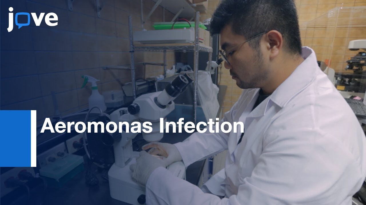 Aeromonas Infection Pathogenesis and Virulence Analysis | Protocol ...