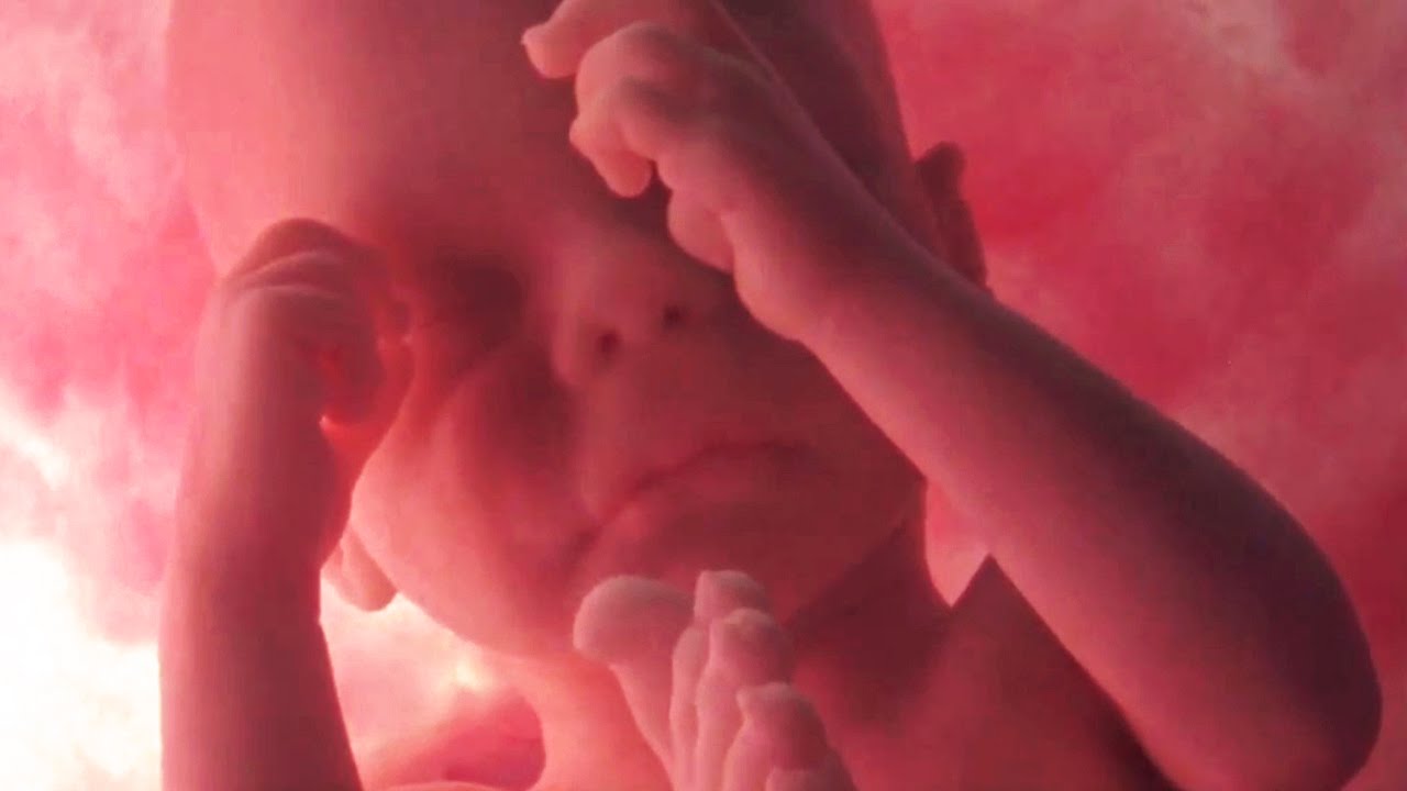 Foetus in the Womb - Human Development - YouTube