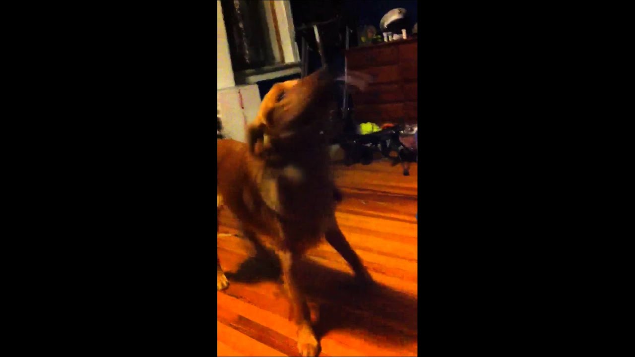 Vicious Golden Retriever Attack - YouTube
