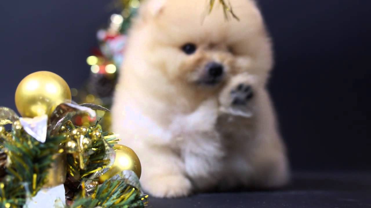 BOO pomeranac stigao u Srbiju - YouTube