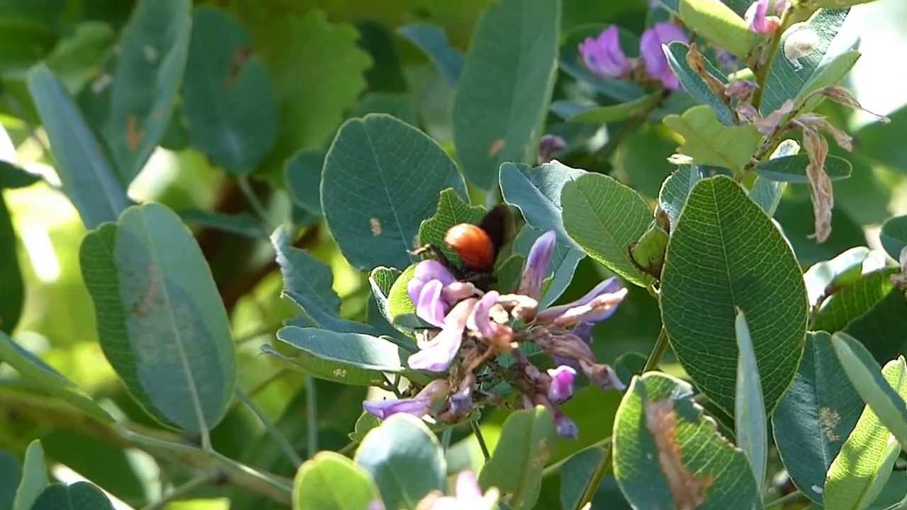 Euaspis Kleptoparasitic Bee on Japanese Clover ハラアカヤドリハキリバチがマルバハギに訪花吸蜜 ...