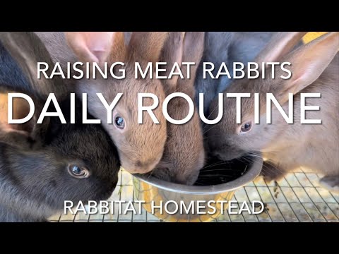 Raising Meat Rabbits Daily Routine | Silver Fox - YouTube