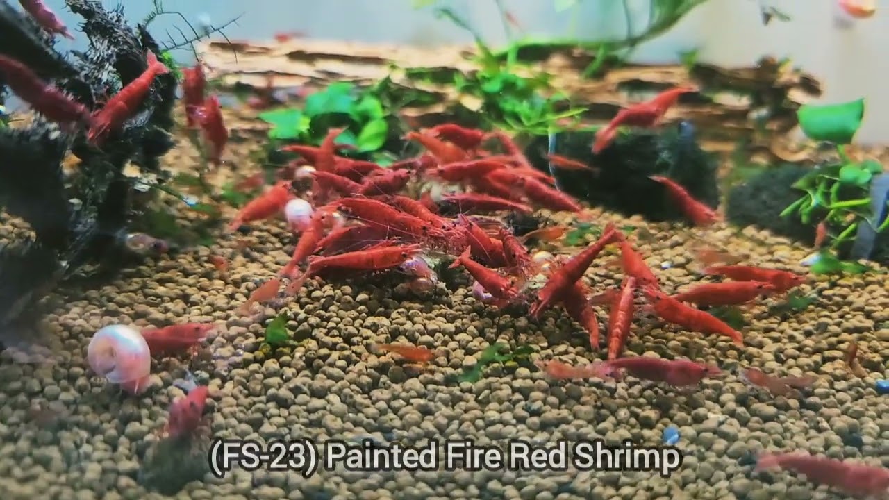 FS 23 Painted Fire Red Shrimp T159 - YouTube