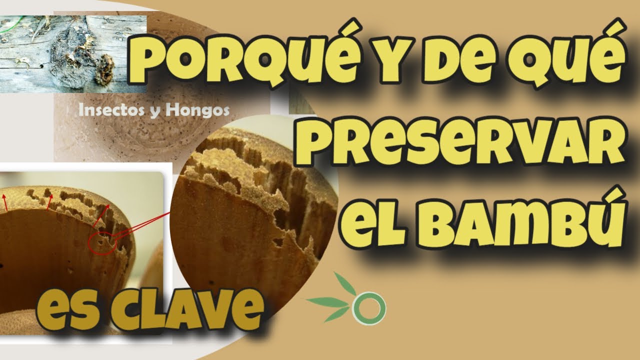 Vulnerabilidades y deterioros del bambú🟠 ¿PORQUÉ PREVENIRLOS? - YouTube