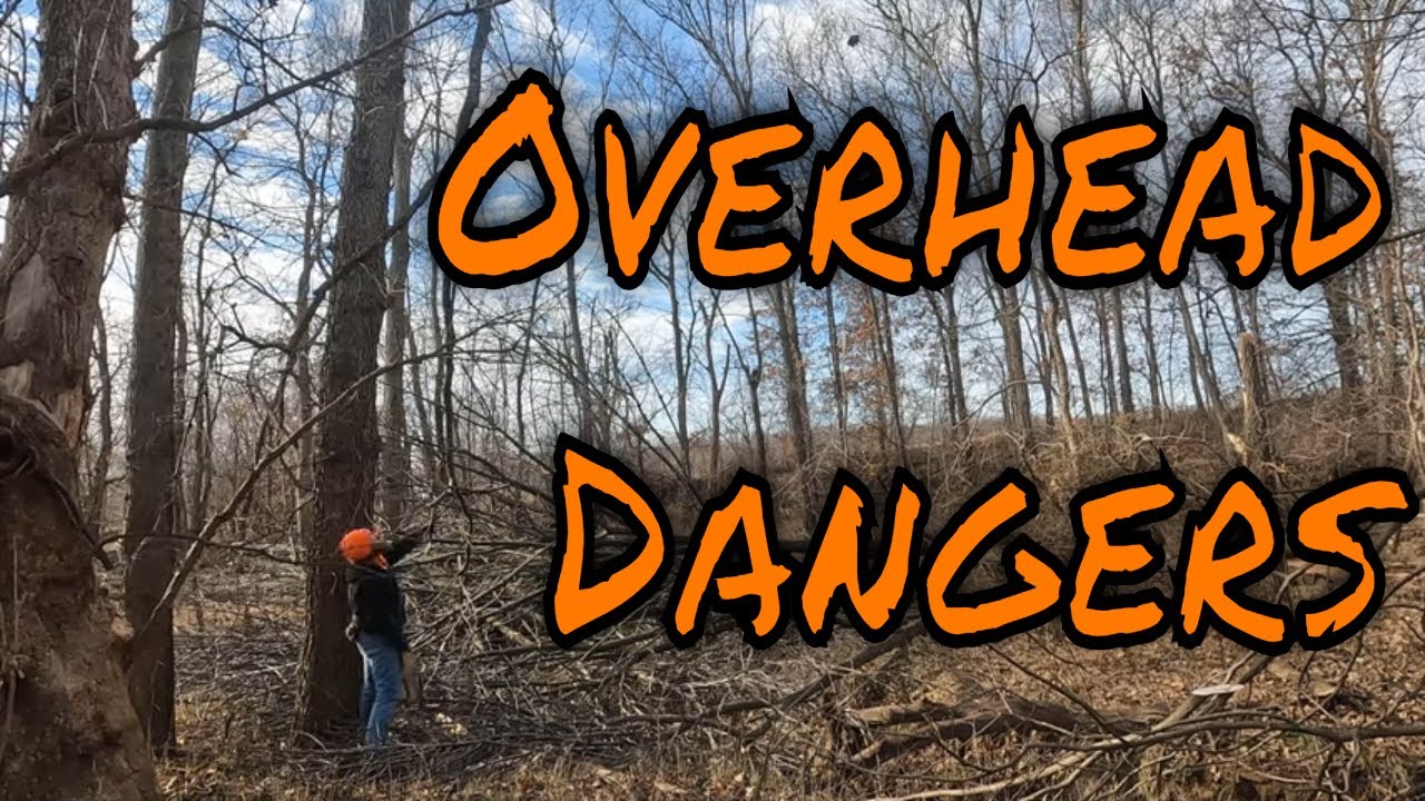 Tree cutting dangers - Overhead Dangers, How to cut a tree and reduce ...