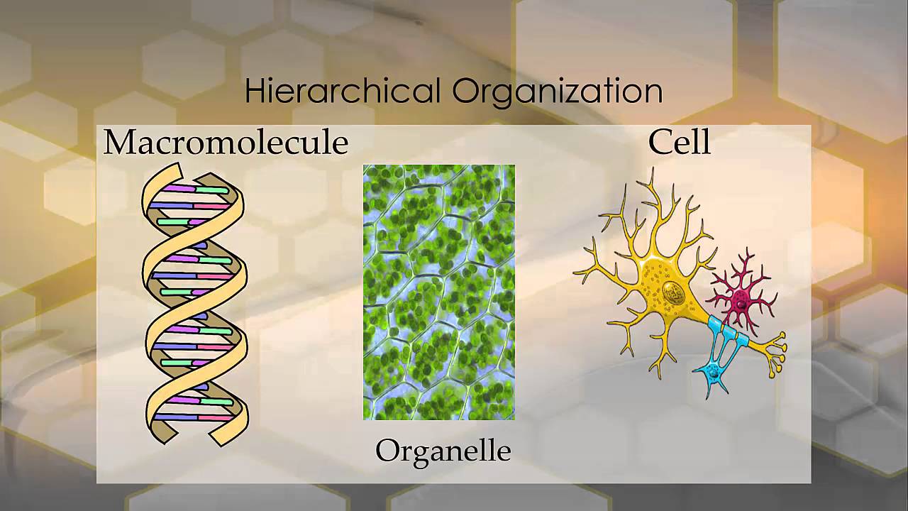 Biology - Foundations of Life - YouTube