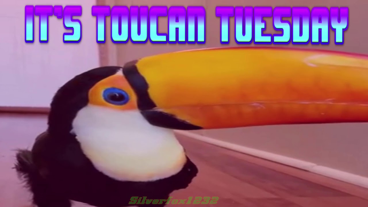 Toucan Tuesday!!! - YouTube