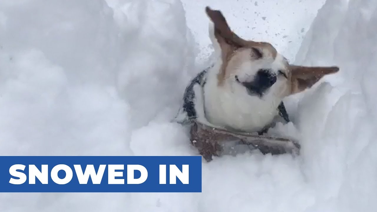 Dogs Get Lost Under Thick Layer of Snow - YouTube