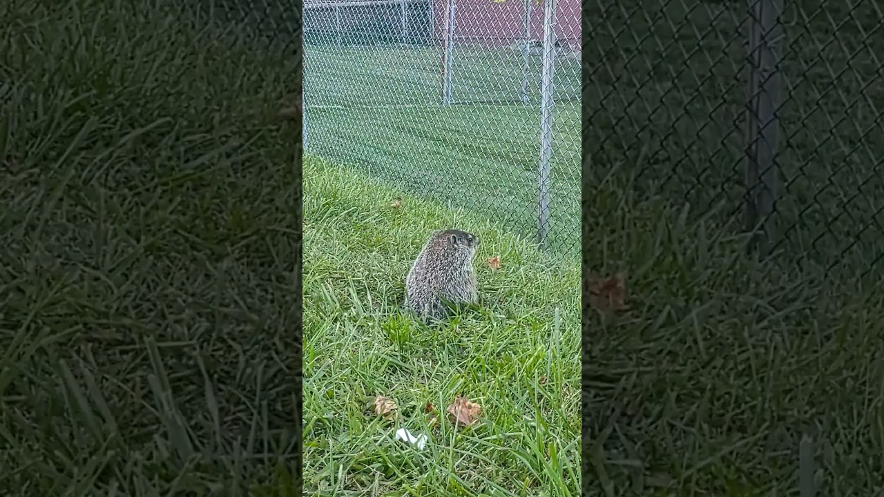 OG groundhog out of nowhere - YouTube