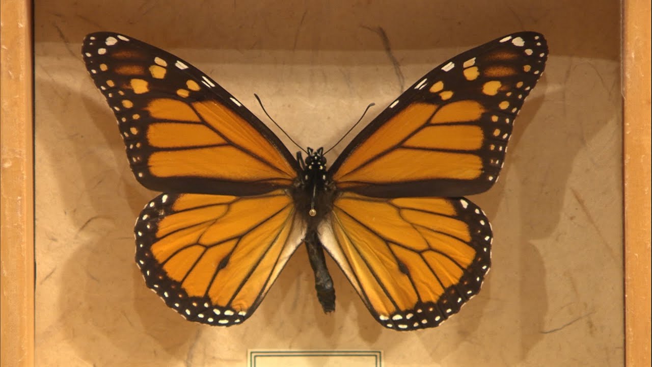 Monarch Butterflies – Family Plot - YouTube