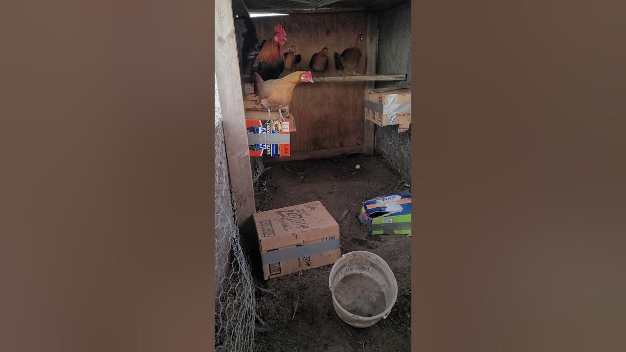 Mus saib qaib thiab mev es... 3/17/2021 - YouTube