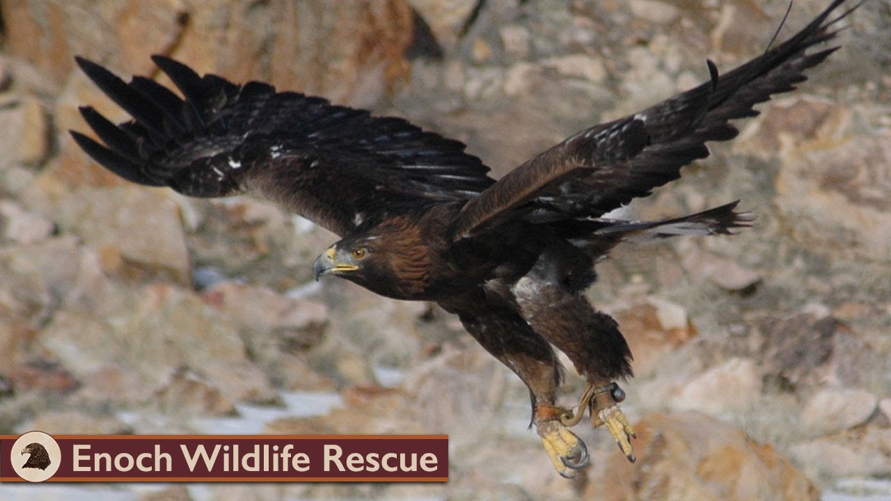 To Be A Falconer | Artform and Stewardship | Ep. 7 - YouTube