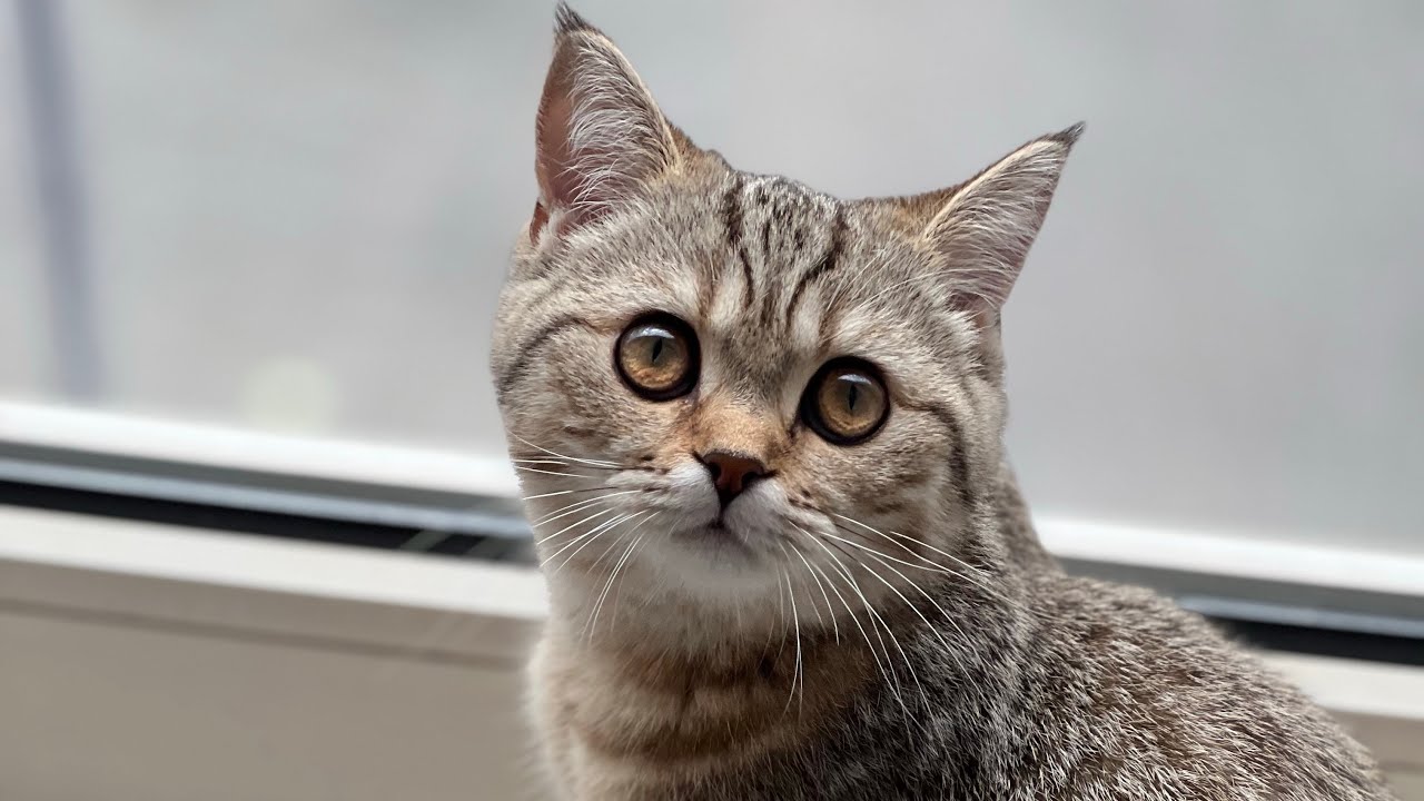 Wow different colors of kittens from this British Shorthair - YouTube