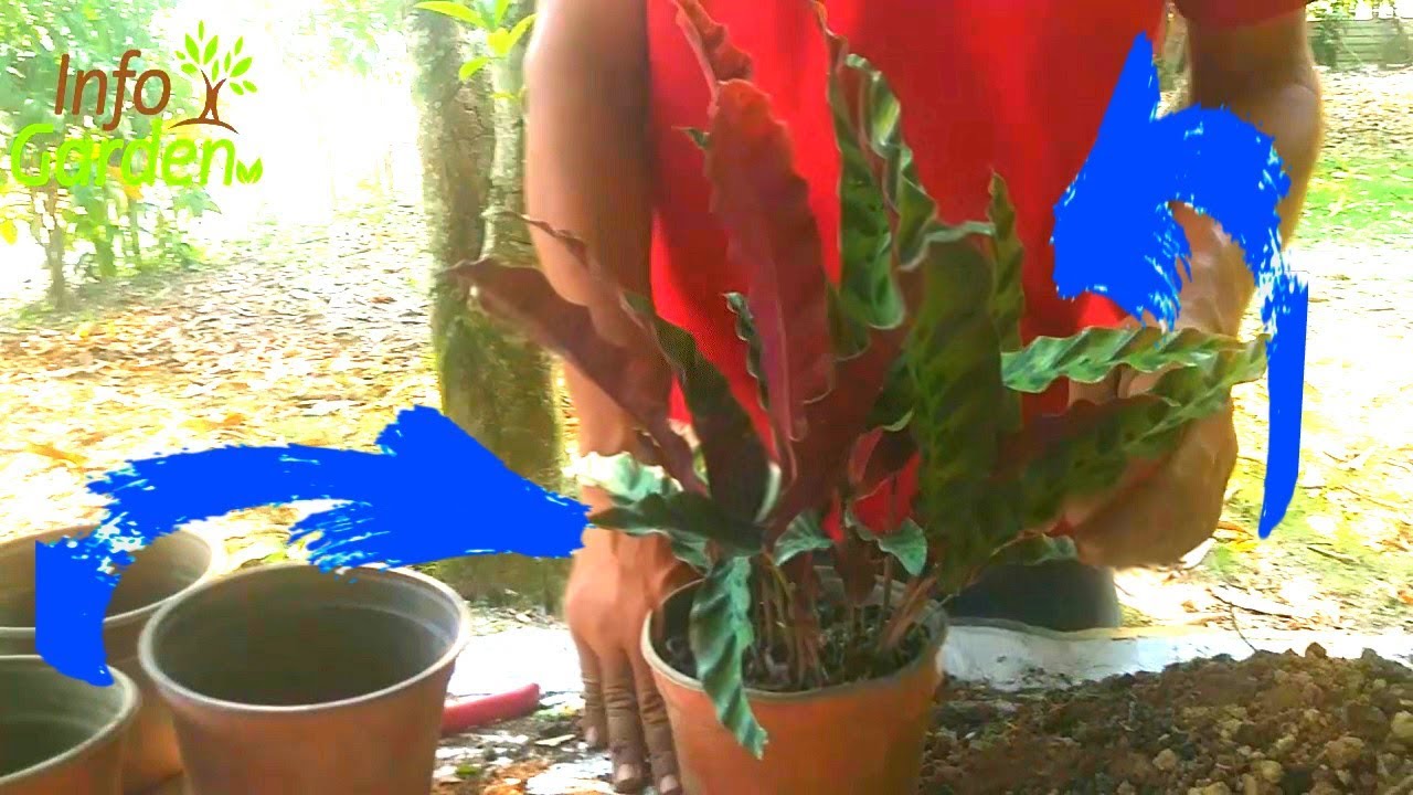 Como reproducir la planta Vriesea o pluma de indio🌱 calathea lancifolia ...