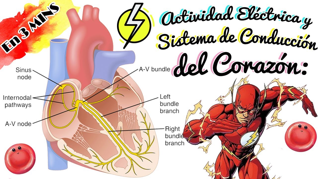 Activación y Conducción Eléctrica del CORAZÓN en 3 MINS - YouTube