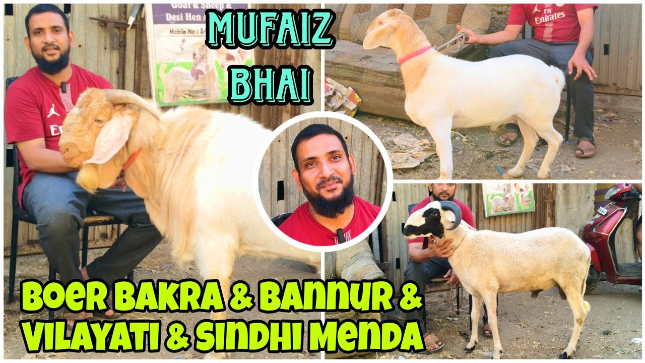 Boer Bakra &Bannur vilayati Sheep Available in Kalyan#viralvideos# ...