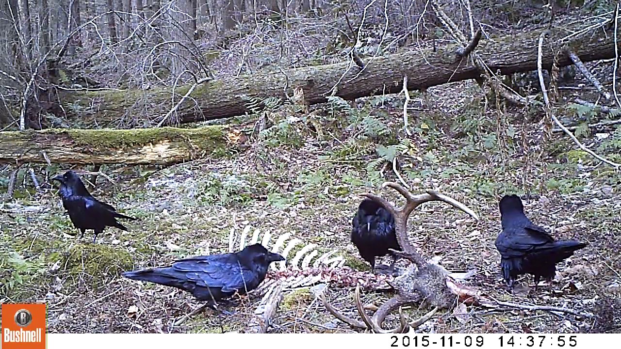 Ravens chewing on carcass - YouTube