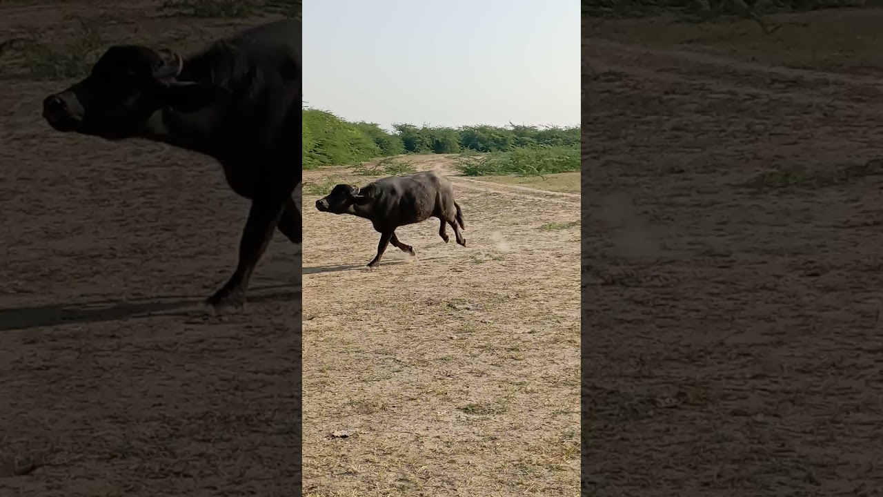 #wow Amazing bafelo🙊🙉🙈 - YouTube