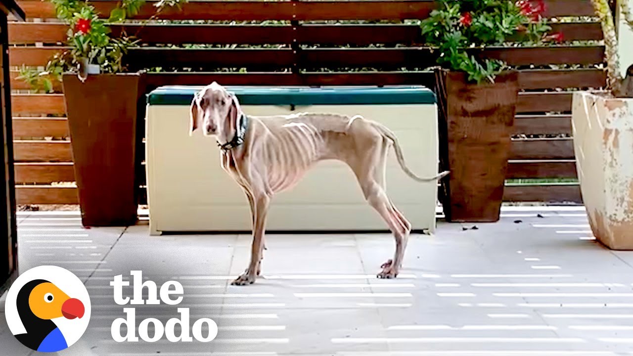 'Skeleton' Dog's Insane Transformation Will Shock You | The Dodo - YouTube