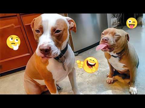 I dare you not to LAUGH at these FUNNY DOGS 😁🦮 - Best Funny Animals Videos 2026 #299