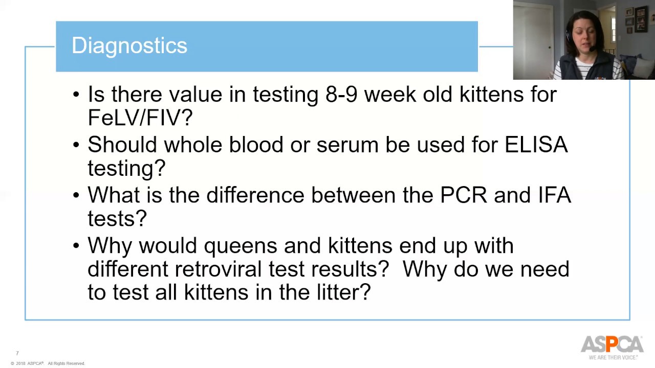Who Should I Be Testing? Untangling the Mystery of FeLV and FIV in ...