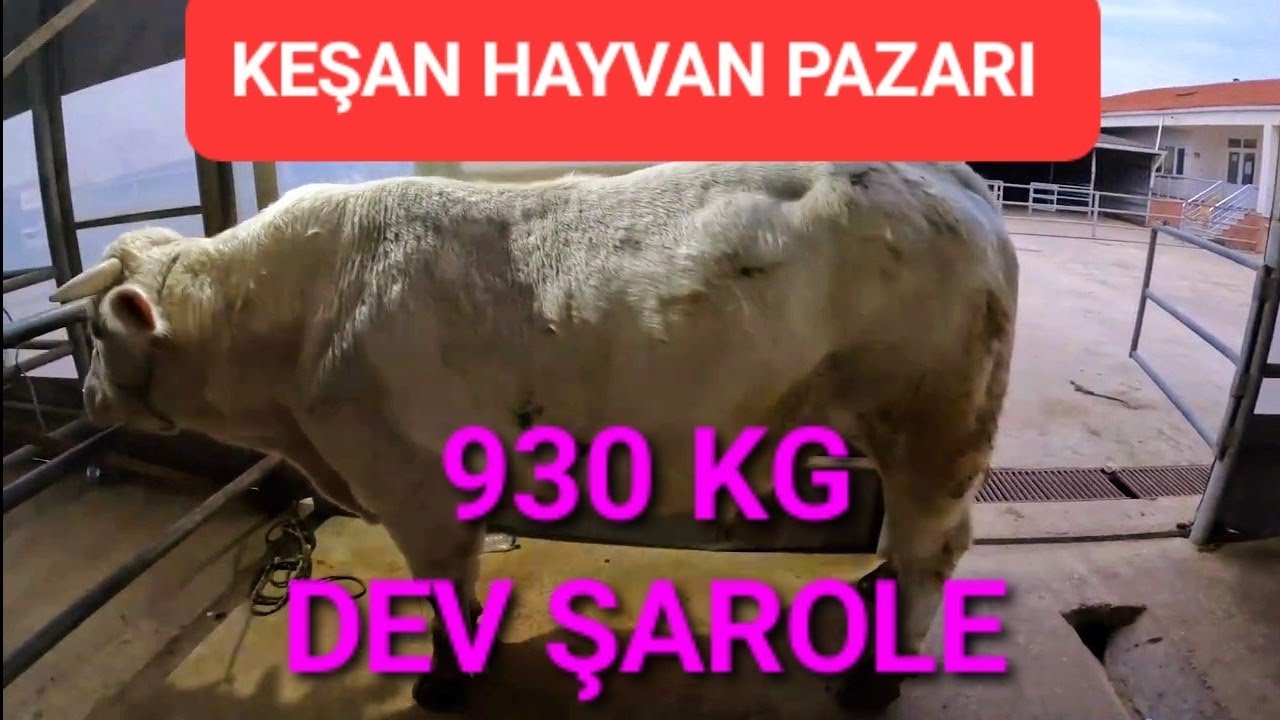 KEŞAN HAYVAN PAZARI & 930 KG DEV ŞAROLE DANA & FİYATLAR DÜŞMÜŞ ...