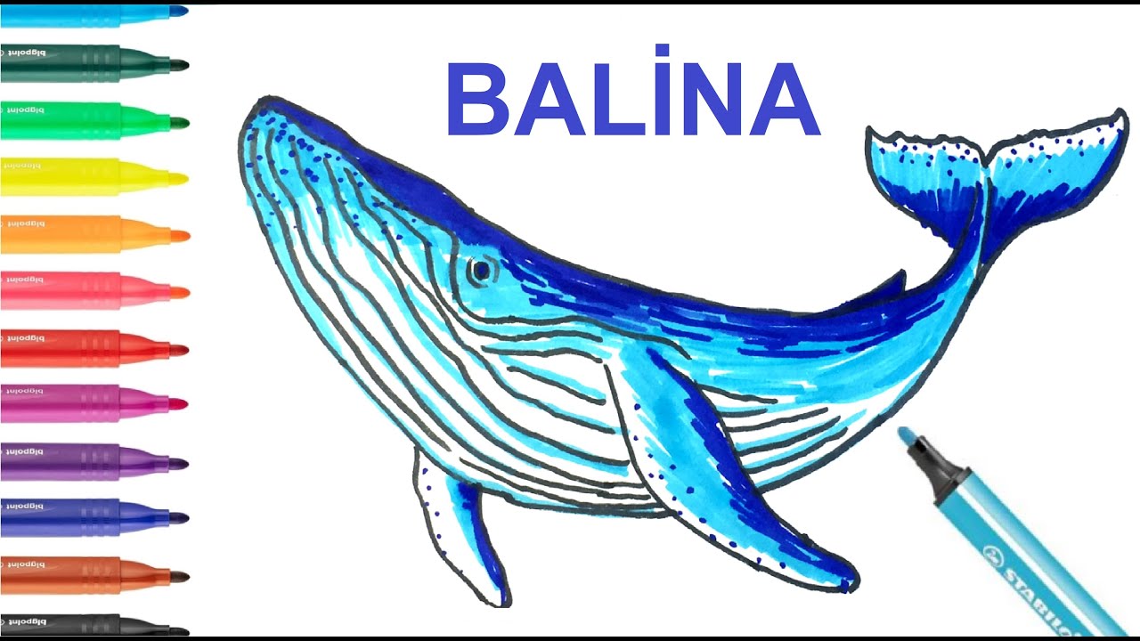 Easy Drawing Whale I Kolay Balina Nasıl Çizilir I How To Draw - YouTube